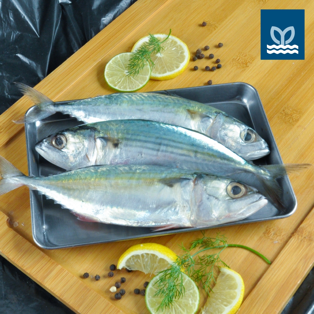 Prime Fresh - Fresh Indian Mackerel 甘望 (Kembong) 500G | Shopee Singapore