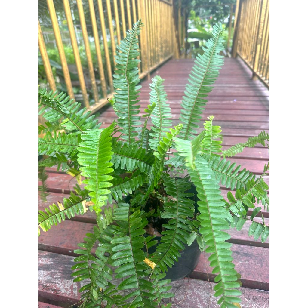 Nephrolepis cordifolia/Sword Fern/Fishbone Fern | Shopee Singapore