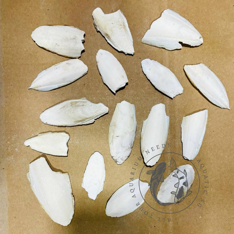 SG CLEARANCE! Cuttlebone | Cuttlefish Bone Pieces - Not Perfect Shape ...