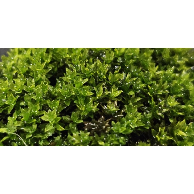SG Ready stock , Rare star moss: Tortula ruralis, live moss, carpet ...