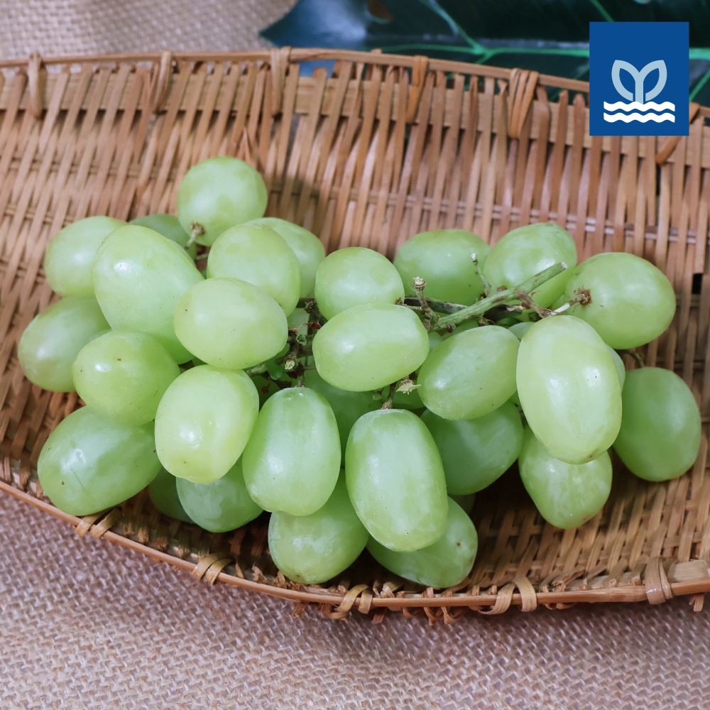 Prime Fresh - South Africa Green Seedless Grapes 500G | Shopee Singapore