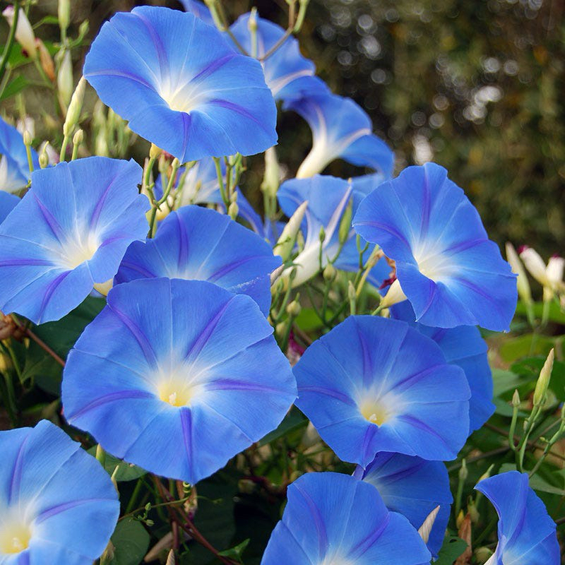 🇸🇬 MORNING GLORY-HEAVENLY BLUE [15 Flower Seeds for Planting] - Fast ...