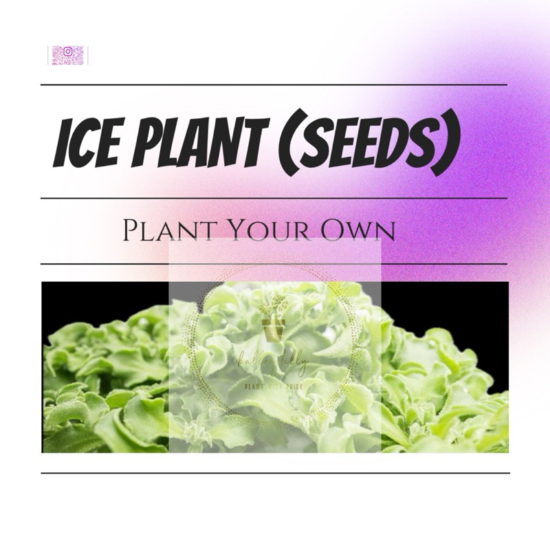 Ice Plant Seeds Plant Your Own 40pcs | Shopee Singapore