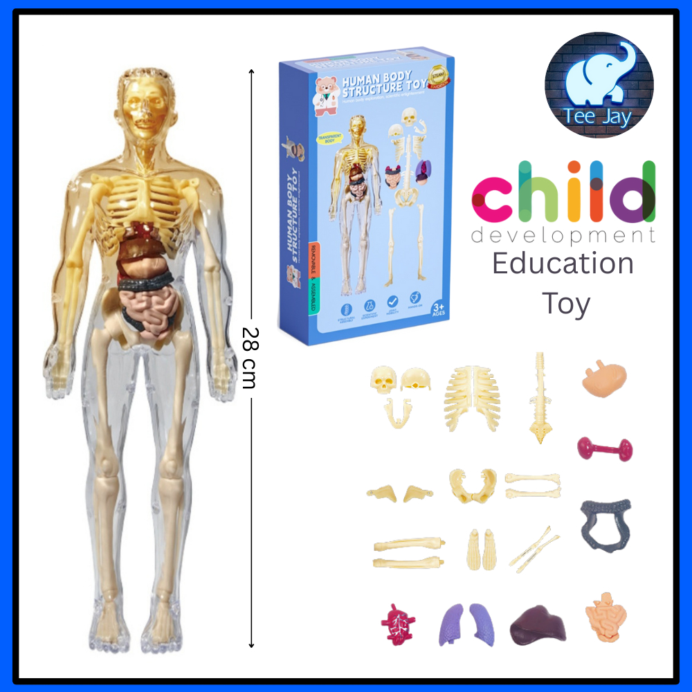 SG Human Body Toy For Kids Science Human Model & Education Toy | Shopee ...