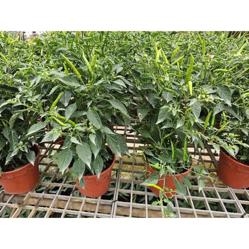 Singapore Local Chilli Padi Plant Fruiting Flowering Fruits Home House ...