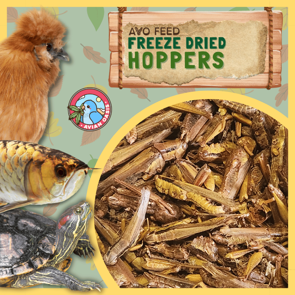 [SG] AVO FEED Freeze Dried Hoppers 蚱蜢 for Monster Fish Stingray Rodents ...