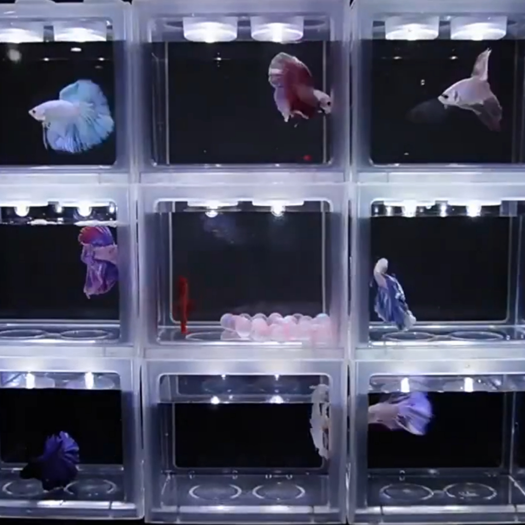 Betta Fish, Fighting Fish Tank, Crystal Tank With Thick Glass, Acrylic ...