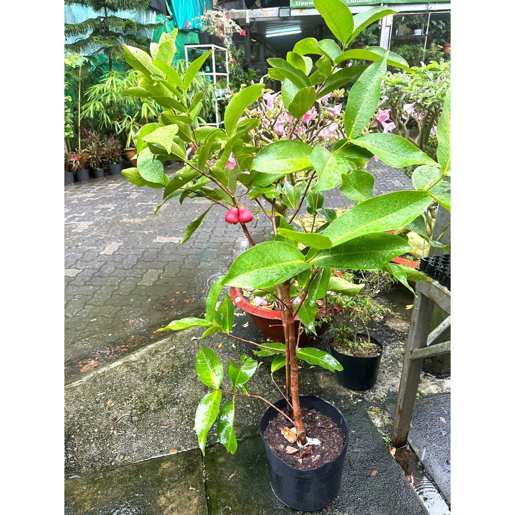 Jumbu Plant/ Syzygium aqueum - Fruit tree - 1.5mh | Shopee Singapore