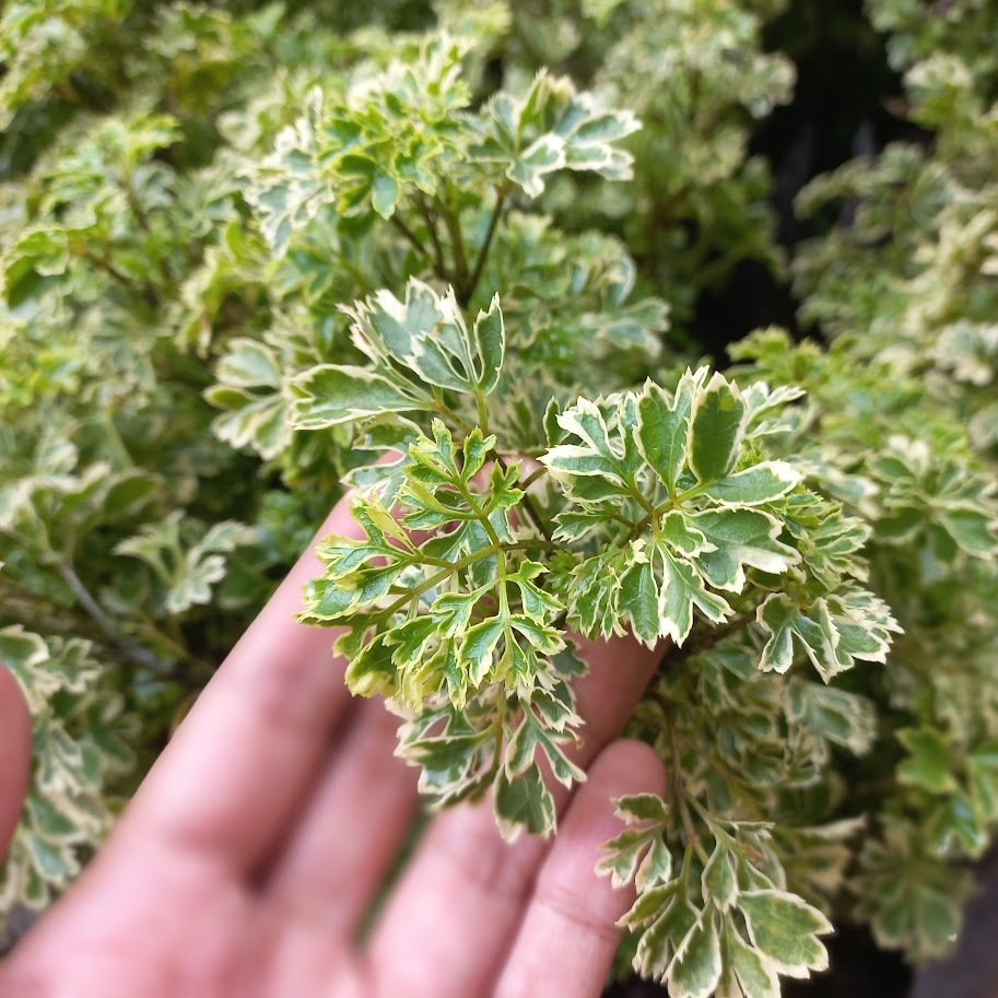 Polyscias 'Dwarf Variegata', Polyscias Fruticosa (Dwarf), Parsley Panax ...