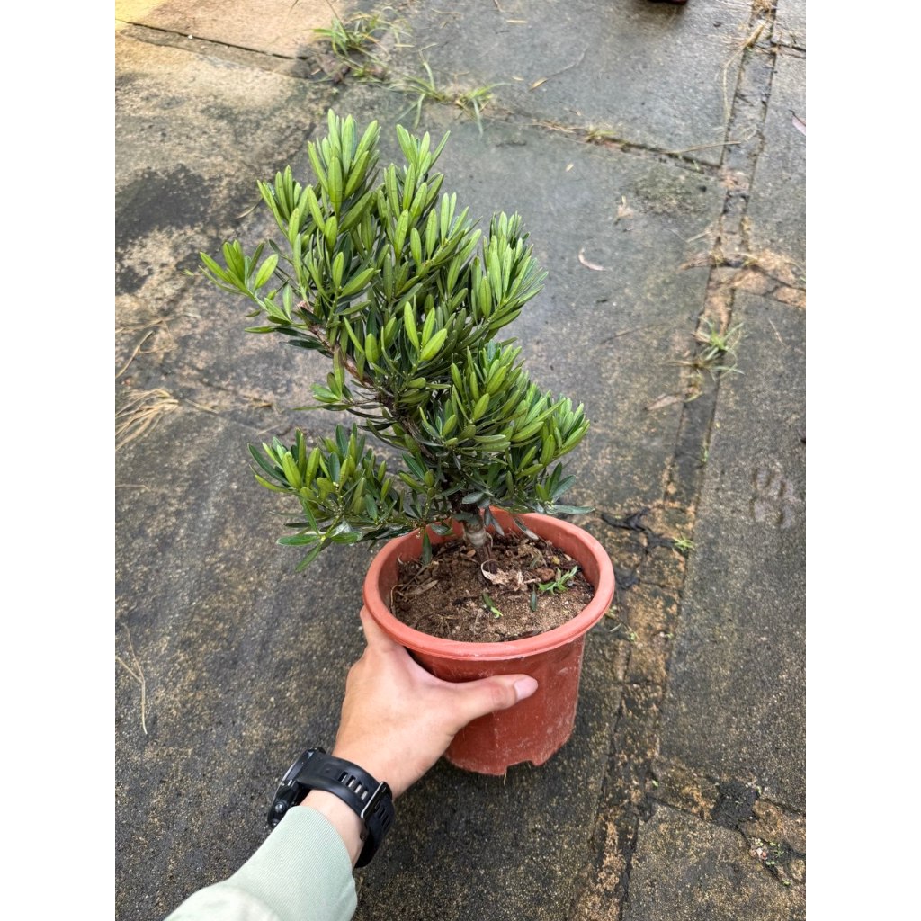 Podocarpus Shakkan Form - Exotic Bonsai Delivery Singapore | Shopee ...