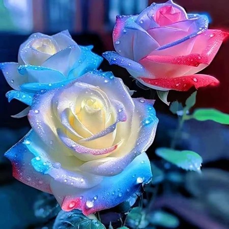 🌱🌱Colorful rose seeds, the latest model, four-season planting, rare ...