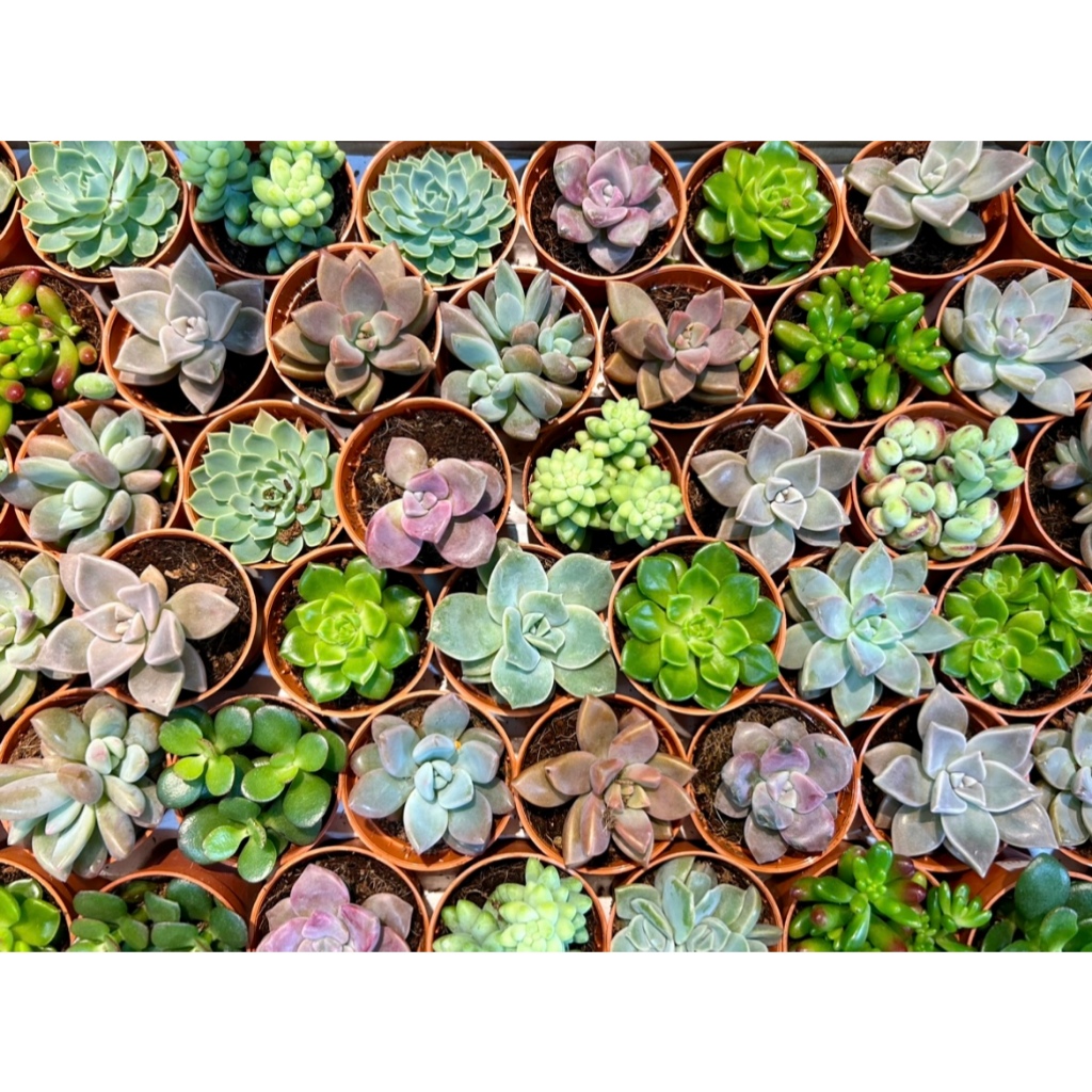 Succulents Mini Plants Live Gardening Cute Plant 多肉植物 Indoor Display ...