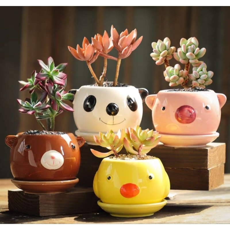 (SG stock) Plant pot ceramic pot mini pot for cactus small plant many ...