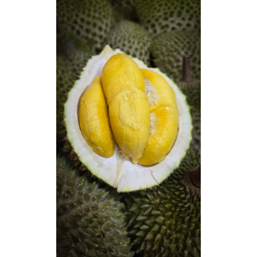 Kaki Kaki Durian MSW Grade A (400G Per Box) | Shopee Singapore