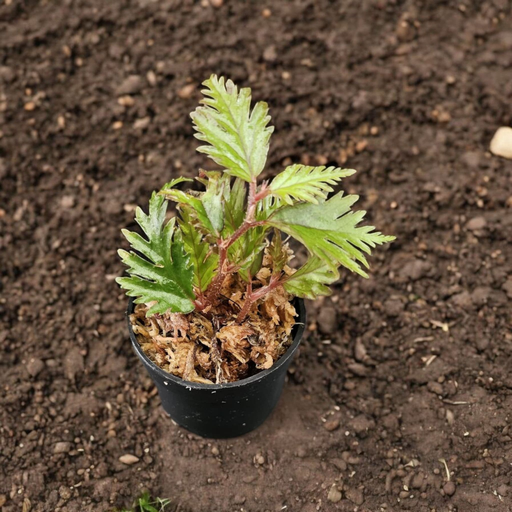 Begonia sp. Miyosnom | Locally Propagated Fern-Leaf Begonia for ...