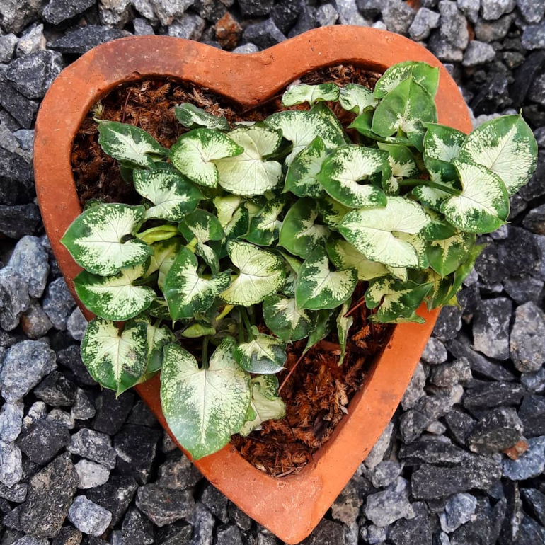 Syngonium 'Pixie', Miniature Arrowhead Plant | Shopee Singapore