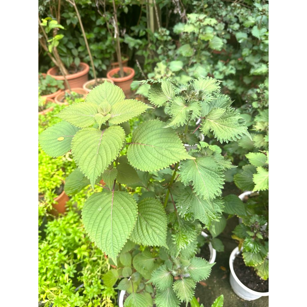 Perilla frutescens ( Tía Tô )/Shiso leave/Herb/Vege | Shopee Singapore