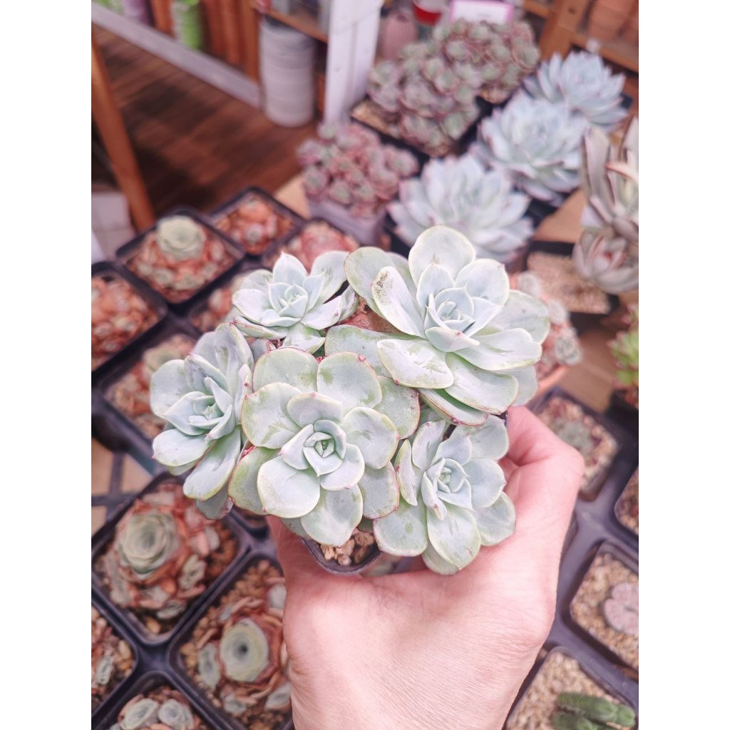 Succulent succulents ATLANTIS SG seller Ready Stock send with free ...