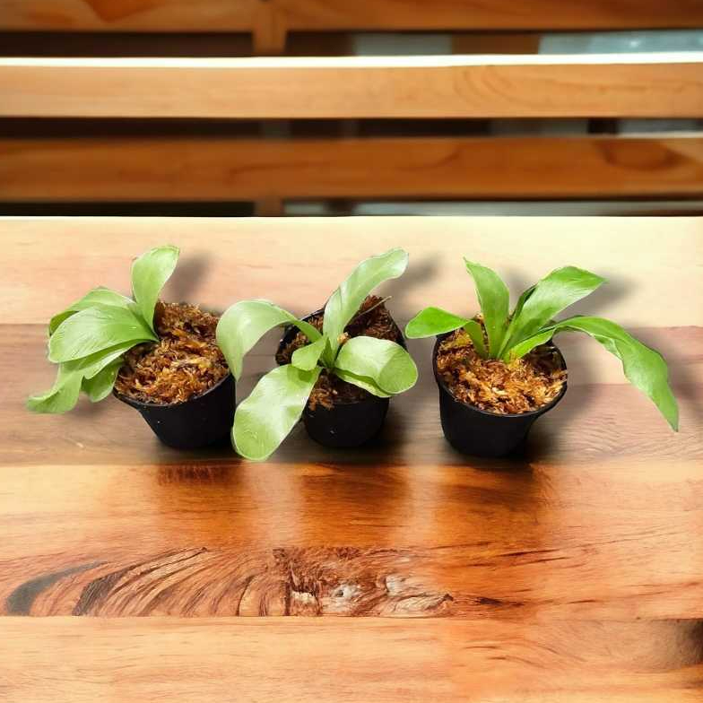 SG LOCAL - Small bird's nest ferns , Asplenium nidus , birdnest fern ...