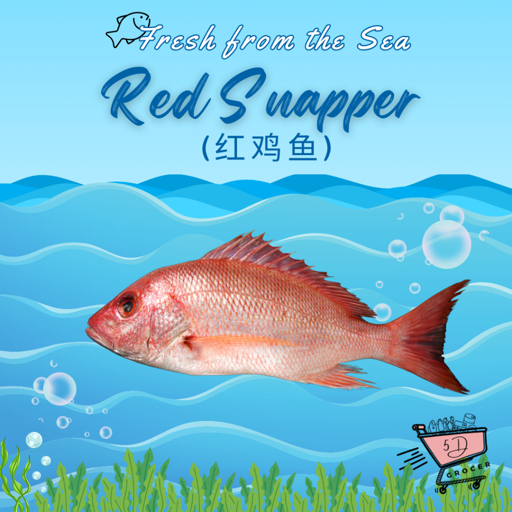 [5D Grocer] Fresh Red Snapper 红鸡鱼 500g/2kg (Whole/Steak/Fillet ...