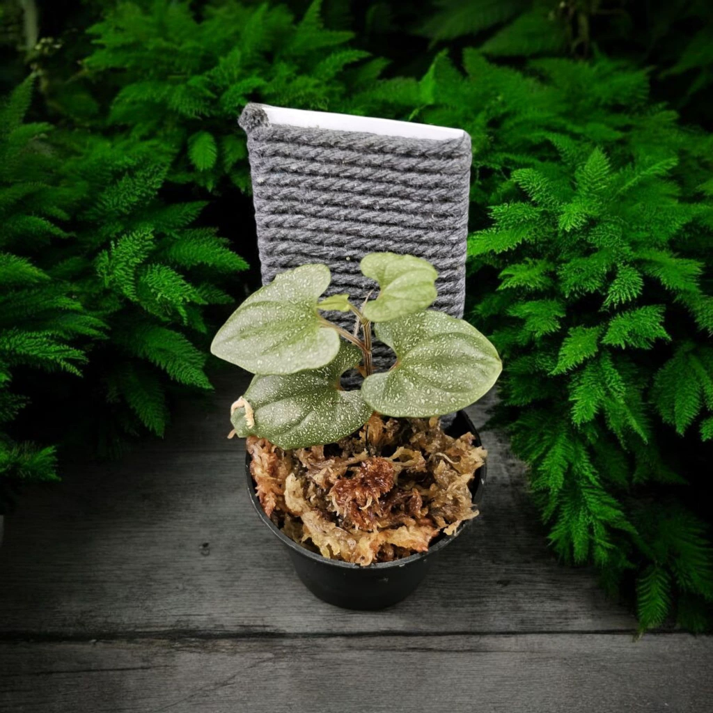 Piper sp. "Silver Fleck" | Rare Terrarium Vine with Shimmering Foliage ...