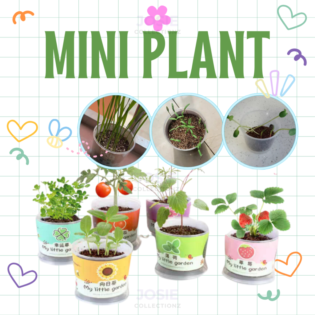 DIY Mini Plant Potted Green plant Office Desktop Bonsai Green Plant ...