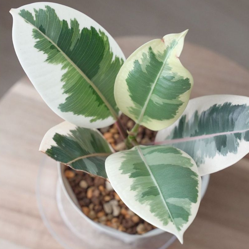 Ficus Elastica, Indian Rubber Tree, Pokok Getah Rambong, Rambong ...