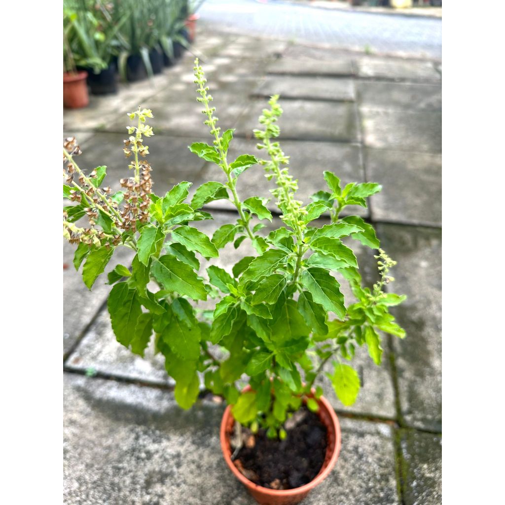 Ocimum tenuiflorum/Holy Basil/Sacred Basil/Tulsi/Herb Plants/Outdoor ...
