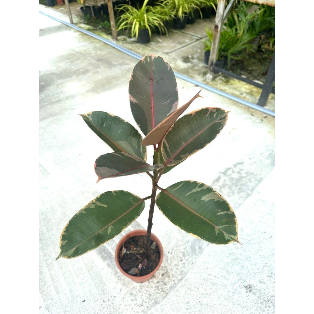 Ficus Marble (Single Stem)/ Ficus/ Indoor Plant/marble plant, Indian ...
