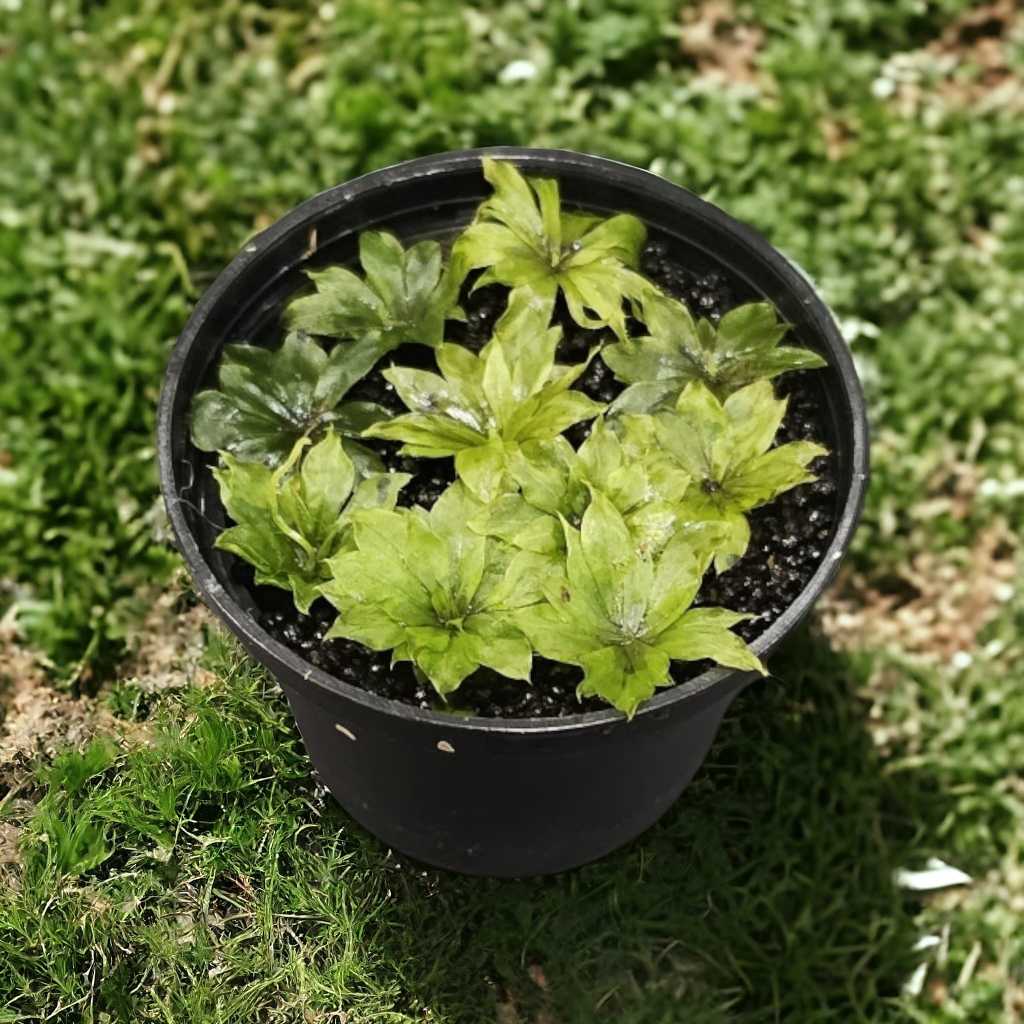 SG READY STOCK Rhodobryum giganteum, Large Rosette Moss for Terrariums ...