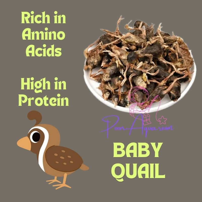 🇸🇬SG STOCK🇸🇬 // FREEZE DRIED BABY QUAIL TREATS FOR CATS & DOGS FOOD ...