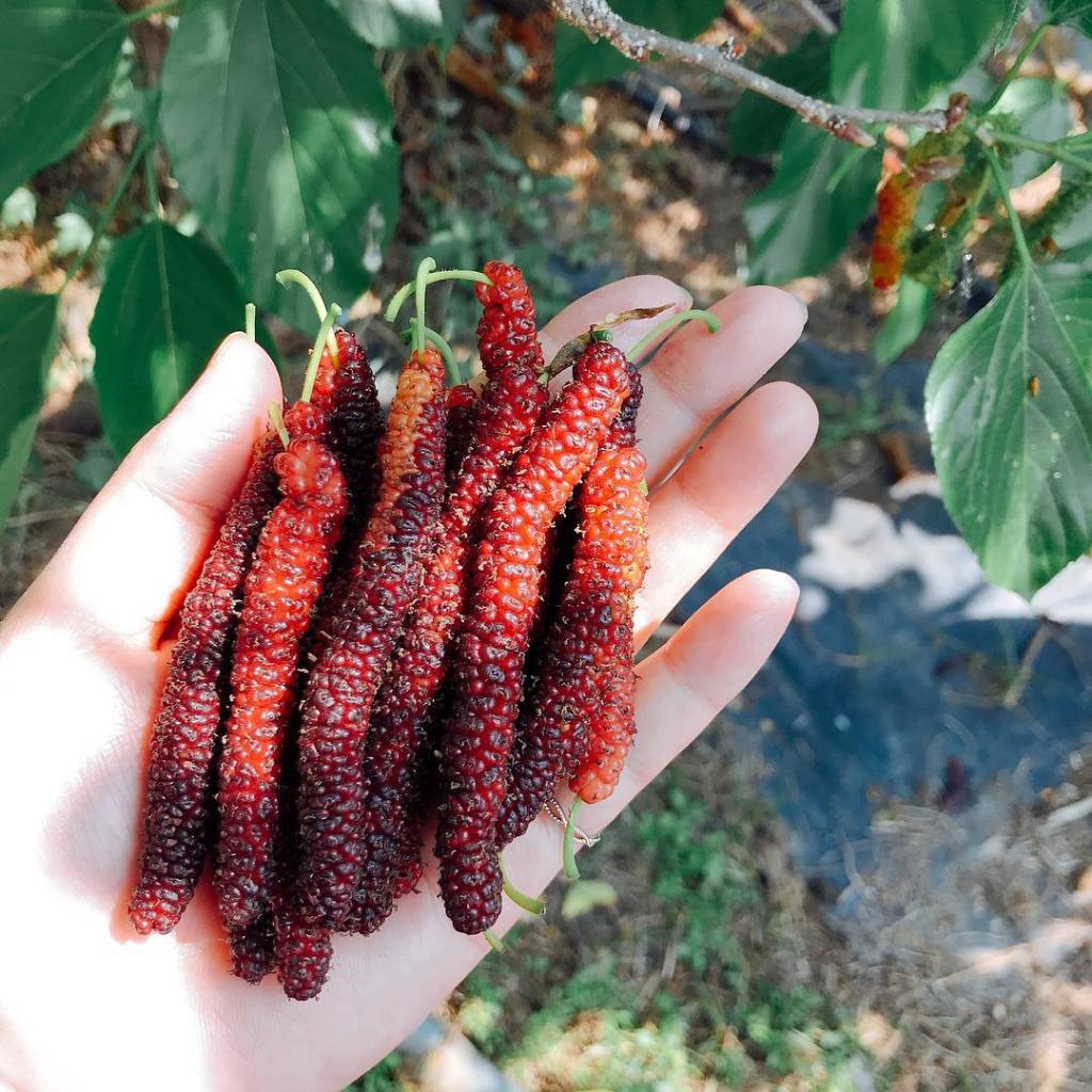 Morus Macroura, Dwarf Red Shartoot, Himalayan Mulbery, Long Mulbery ...