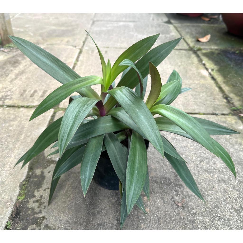 Rhoeo plant/Indoor & Outdoor Plants | Shopee Singapore
