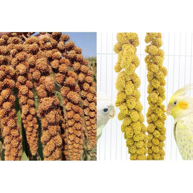 Spray Millets Red and Yellow for Birds Parrots Parakeet Hamsters Small ...
