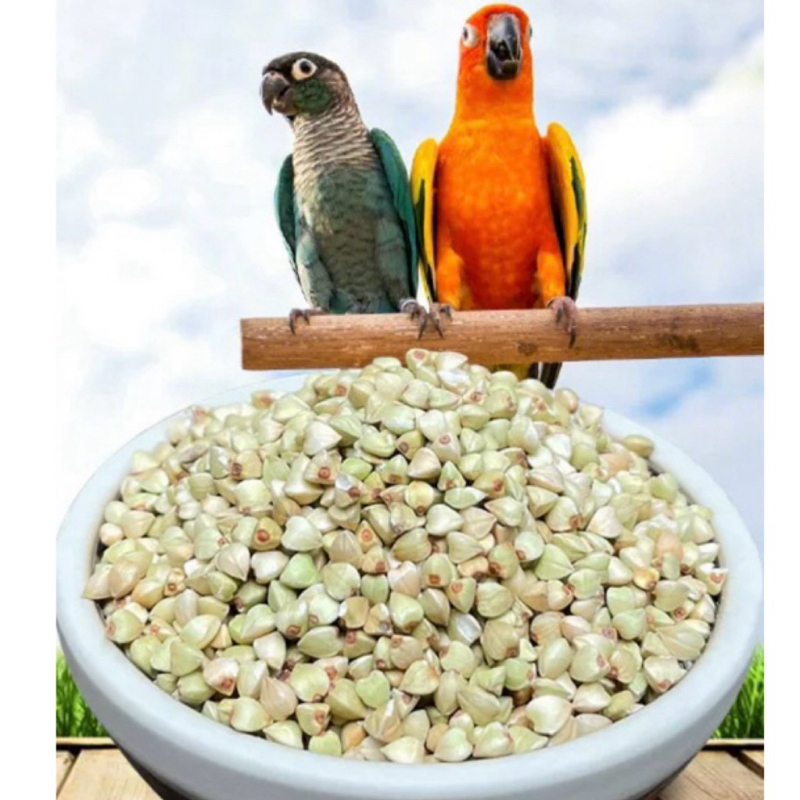 Parrot food/buckwheat seeds are precious feeds that contain protein ...
