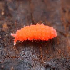 GUMMY ORANGE SPRINGTAILS | Shopee Singapore