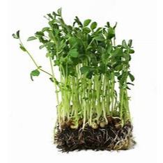 Maple Peas (Organic) Seeds for growing Pea Shoots & Microgreens 0(100g ...