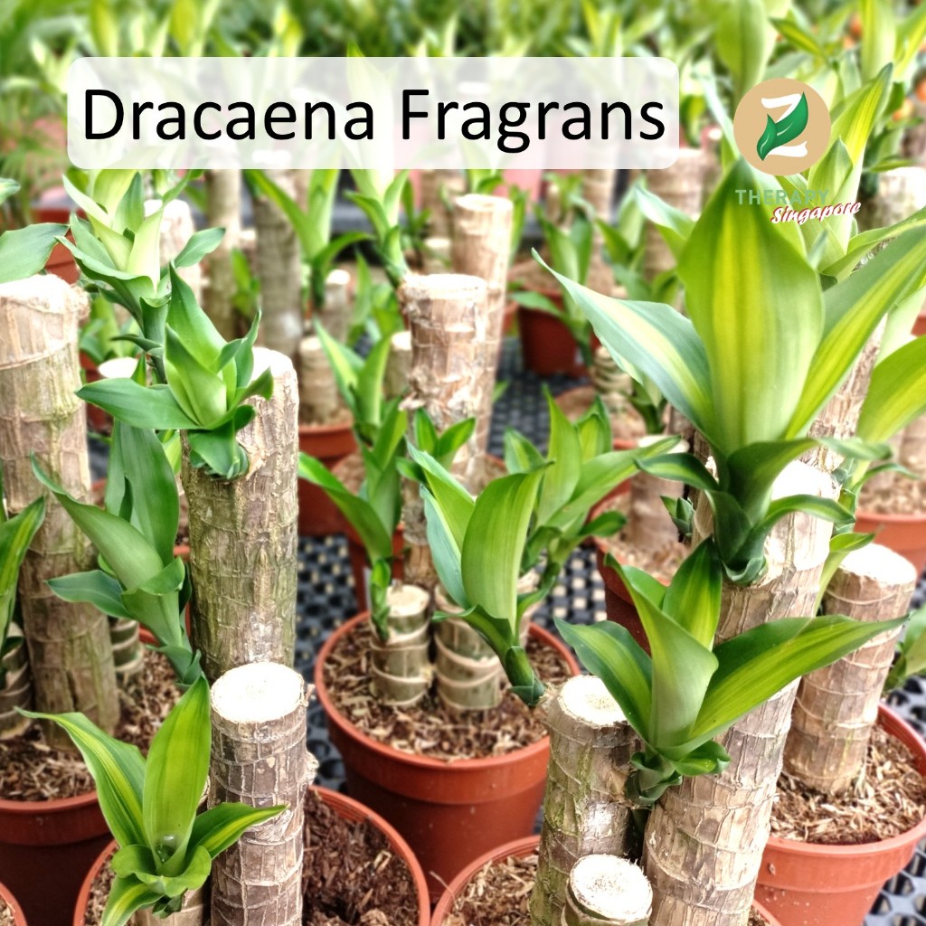 ֍Local Seller֍ Iron Tree Real Houseplant Office Plant Retail Shop Plant ...