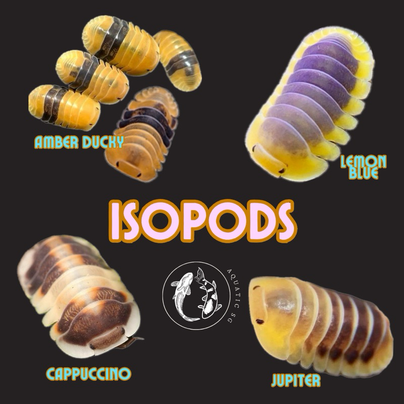 SG STOCK | Isopod Culture (Starter Kit) | Cubaris Amber Ducky ...