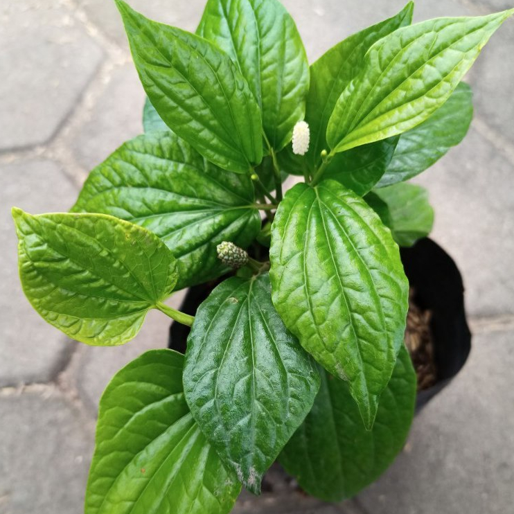 Piper Sarmentosum, Wild Pepper, Wild Betel, Kadok, Kaduk, Daun Kaduk ...