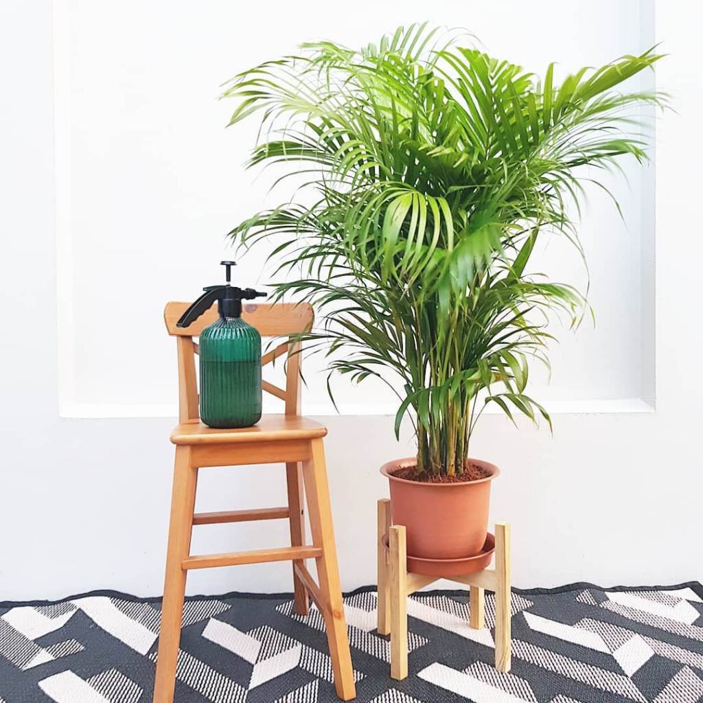 Chrysalidocarpus Lutescens, Yellow Cane Palm, Yellow Areca Palm, Areca ...