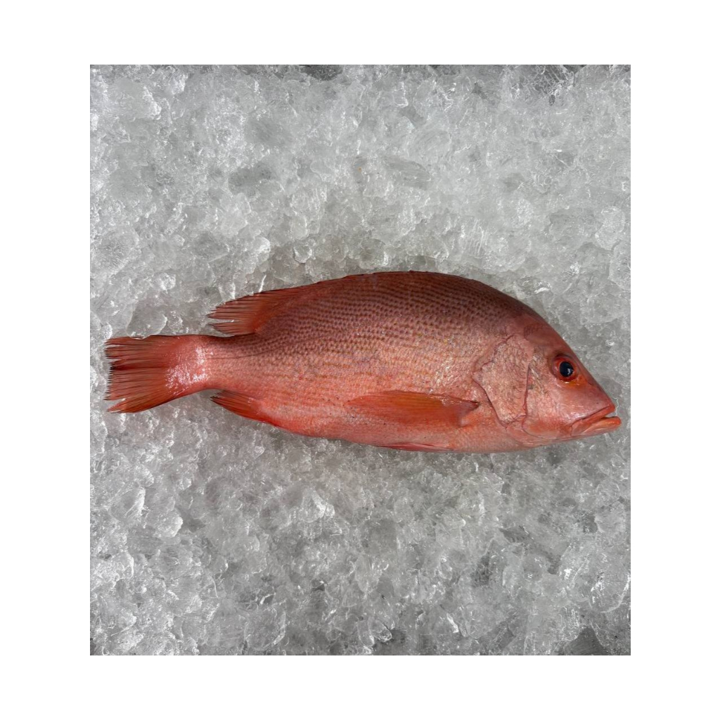 [Kingfish Seafood] Red Snapper, 红鲷鱼 (500g to 600g) | Shopee Singapore
