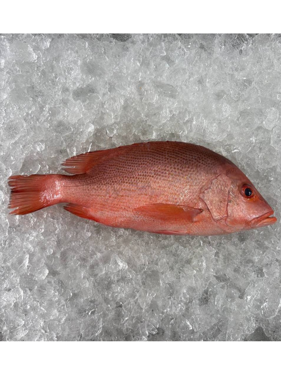 [Kingfish Seafood] Red Snapper, 红鲷鱼 (500g to 600g) | Shopee Singapore