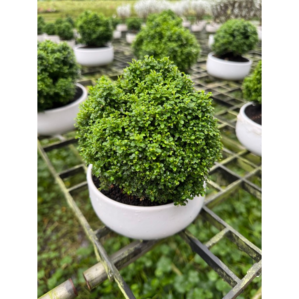 Mini Kamini Bonsai in Alabaster Serenity Planter - Easy Care Miniature ...