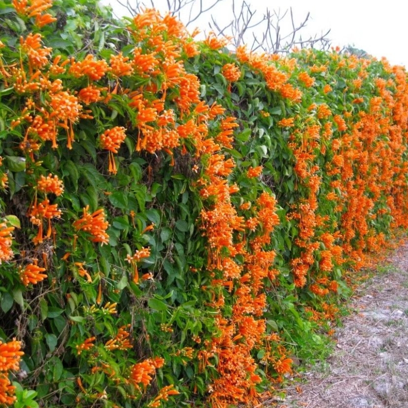Pyrostegia Venusta, Flame Vine, Firecracker Vine | Shopee Singapore
