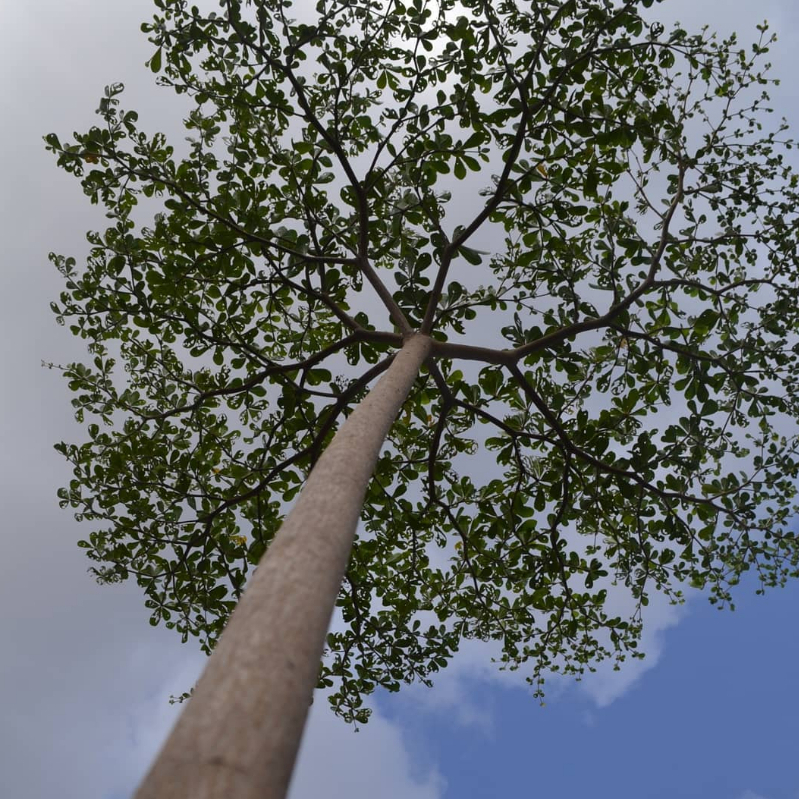 Terminalia Mantaly H. Perrier, Madagascar Almond, Umbrella Tree, 小叶欖仁 ...