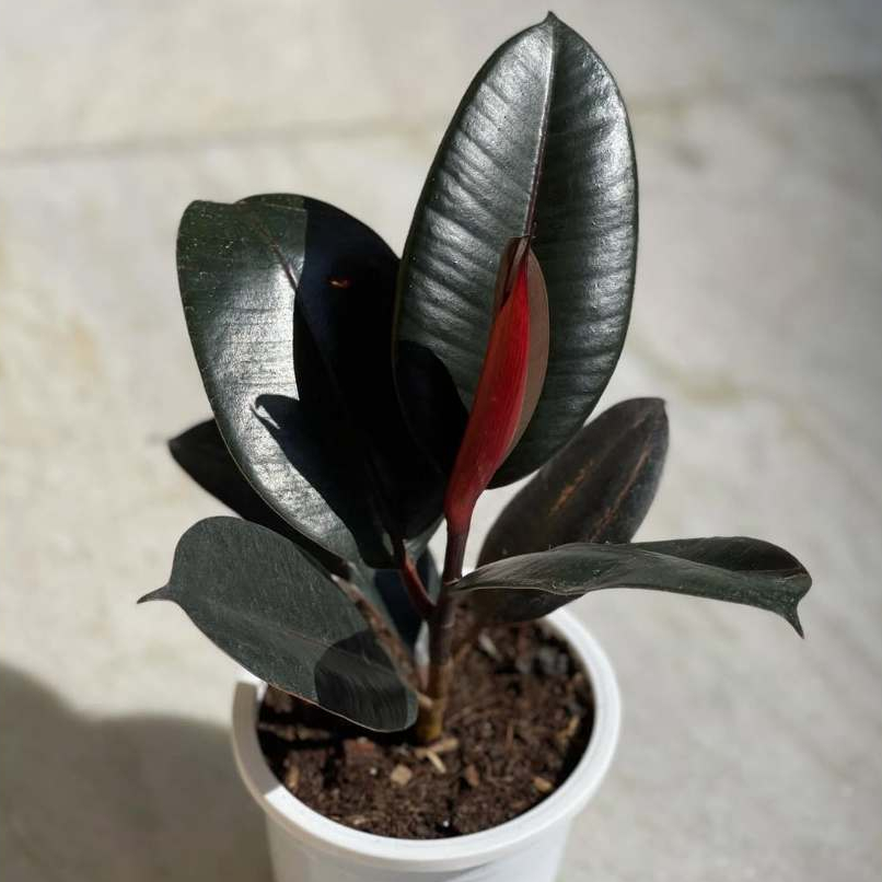 Ficus Elastica, Indian Rubber Fig, Rubber Plant, Snake Tree, Assam ...