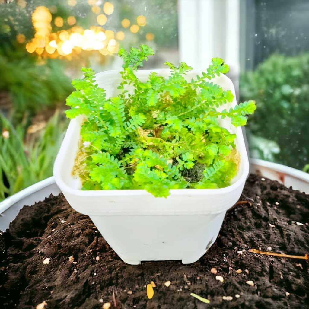 Sg ready Stock, Selaginella uncinata | Iridescent Peacock Fern for ...