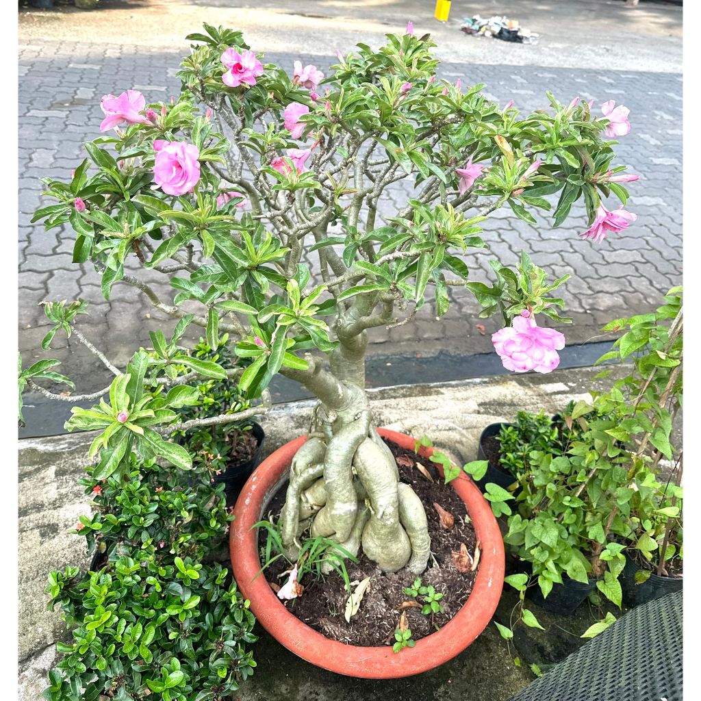 Adenium Hybrids/Apocynaceae/Outdoor Plant/Project Plant | Shopee Singapore