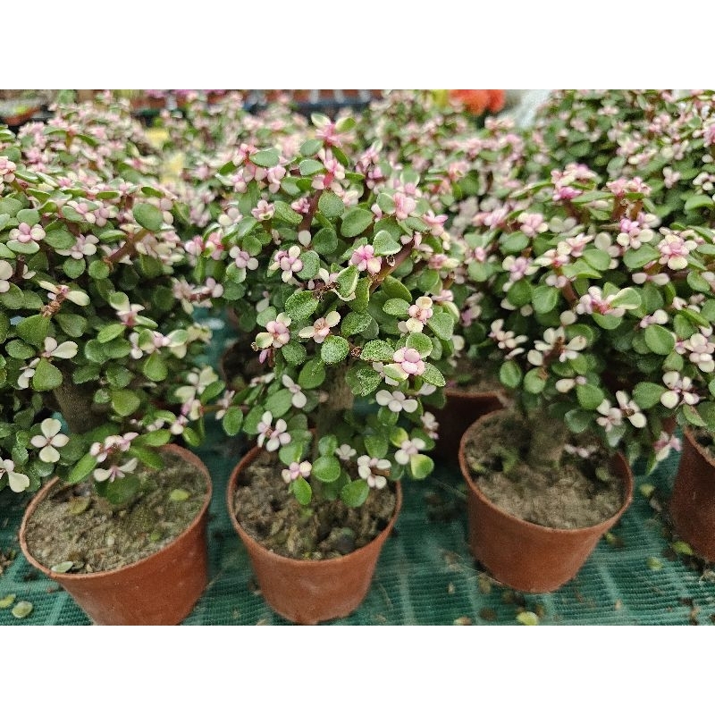 Portulacaria Afra Pink Jade Rainbow Variegated Elephant Bush Flowering ...